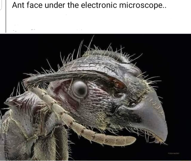 Ant face under the electronic microscope.. - iFunny