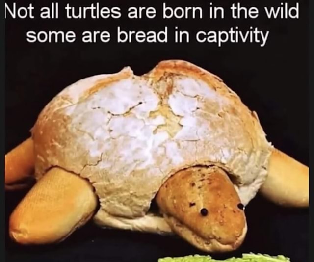 Not all turtles are born in the wild some are bread in captivity - iFunny