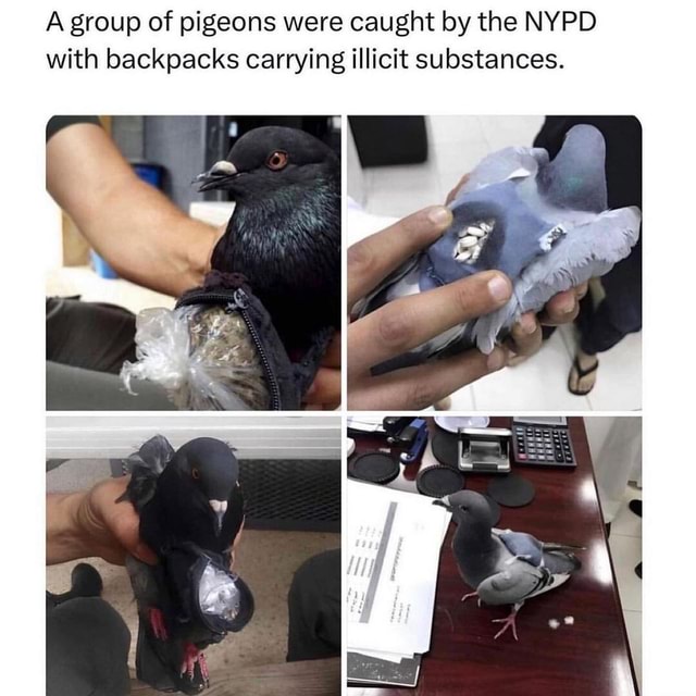 Breaking bird - A group of pigeons were caught by the NYPD with ...