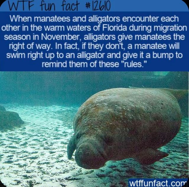 ANT When manatees and alligators encounter each other in the warm ...