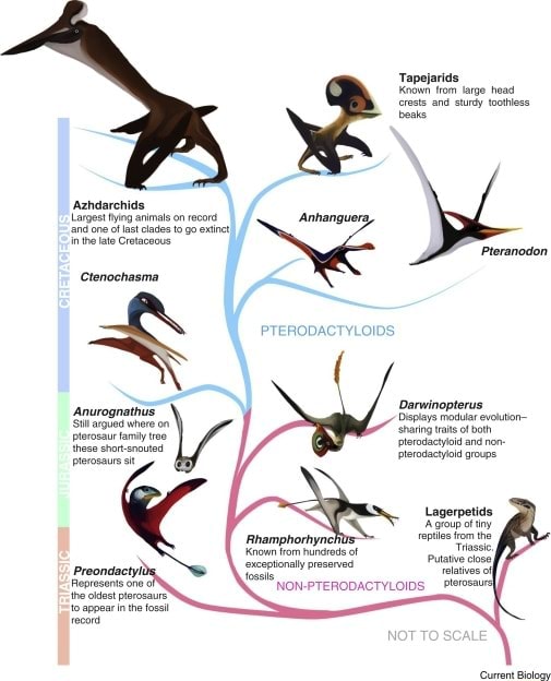 Tapejarids own from large head crests and sturdy tothiess Pteranodon ...