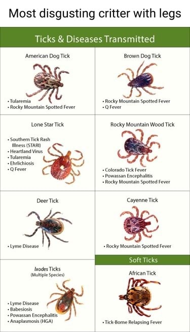 Most disgusting critter with legs Transmitt Ticks Diseases "American ...