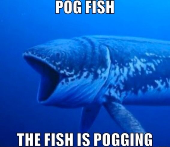 POG FISH THE FISH IS POGGING - iFunny
