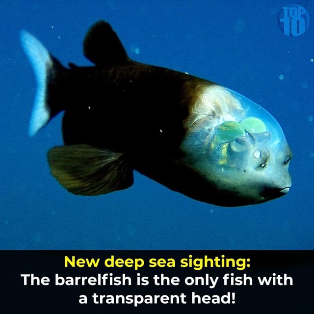 New deep sea sighting: The barrelfish is the only fish with a ...