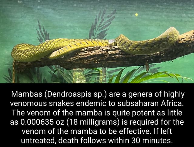 Mambas (Dendroaspis sp.) are a genera of highly venomous snakes endemic ...