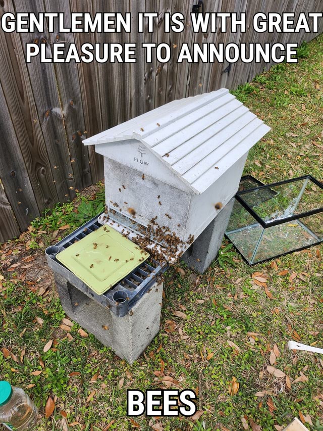 GENTLEMEN IT IS WITH GREAT PLEASURE TO ANNOUNCE BEES - iFunny
