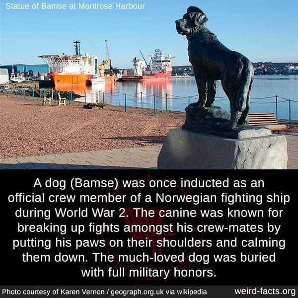 Ag A dog (Bamse) was once inducted as an official crew member of a ...