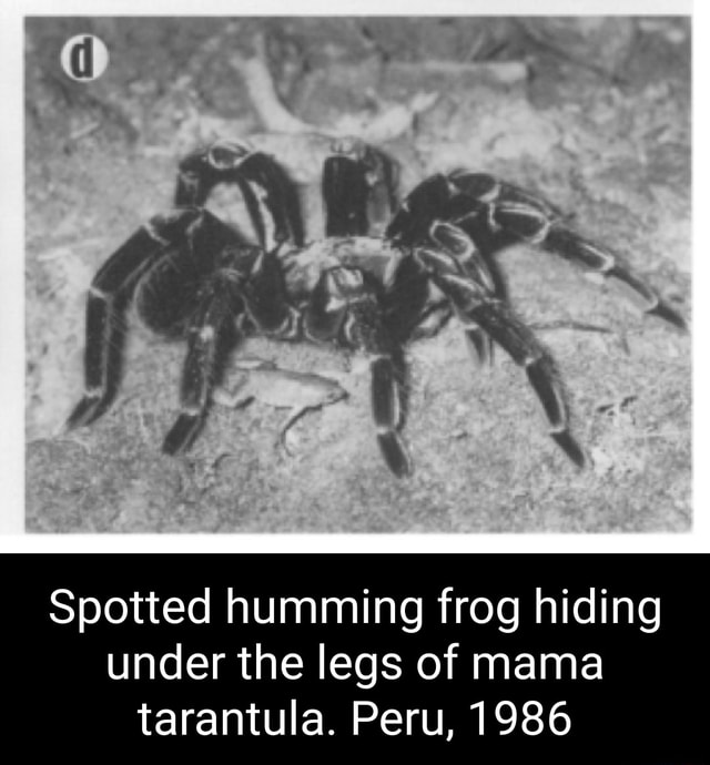 Spotted humming frog hiding under the legs of mama tarantula. Peru ...