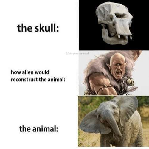 The skull: how alien would reconstruct the animal: the animal ...