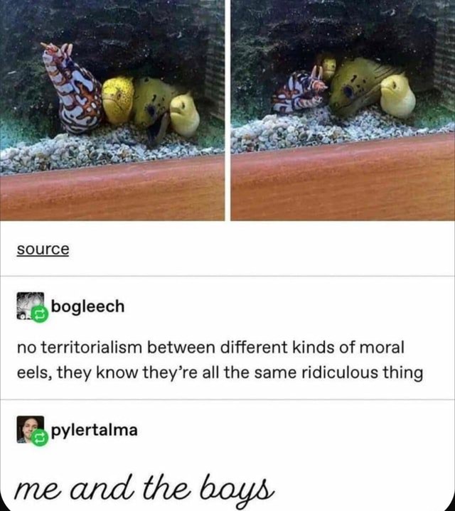 Source bogleech no territorialism between different kinds of moral eels, they know they're all ...