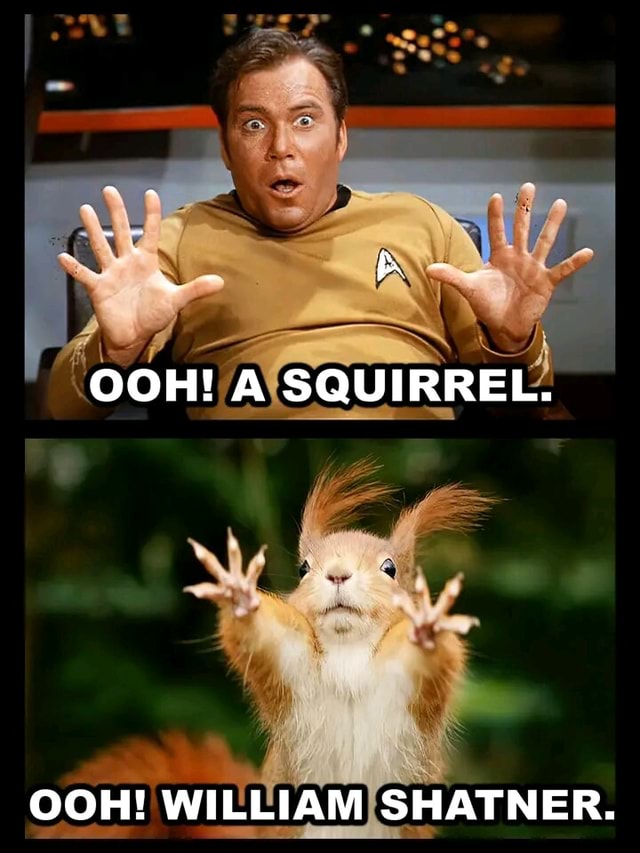 OOH! A SQUIRREL. OOH! WILLIAM SHATNER. - iFunny