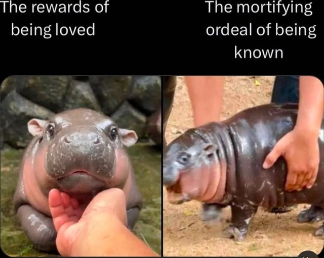 The rewards of The mortifying being loved ordeal of being known - iFunny