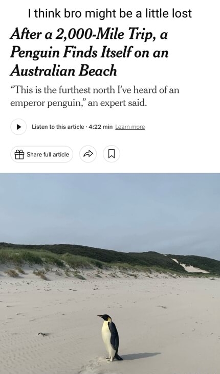 I think bro might be a little lost After a 2,000-Mile Trip, a Penguin ...