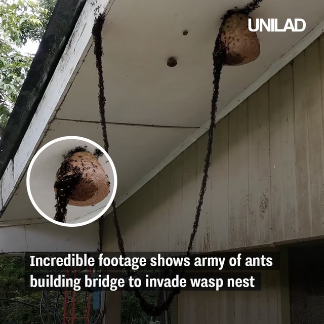 Incredible footage shows army of ants building bridge to invade wasp ...