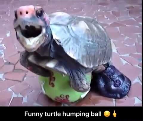Funny turtle humping ball - Funny turtle humping ball 😏🖕 - iFunny