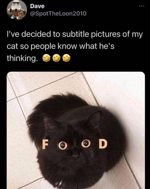 Dave I've decided to subtitle pictures of my cat so people know what he ...