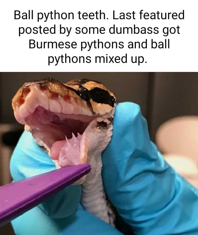 Ball python teeth. Last featured posted by some dumbass got Burmese ...