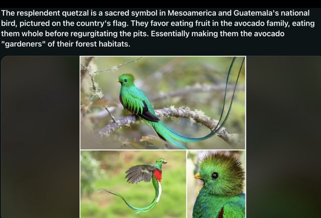 The resplendent quetzal is a sacred symbol in Mesoamerica and Guatemala ...