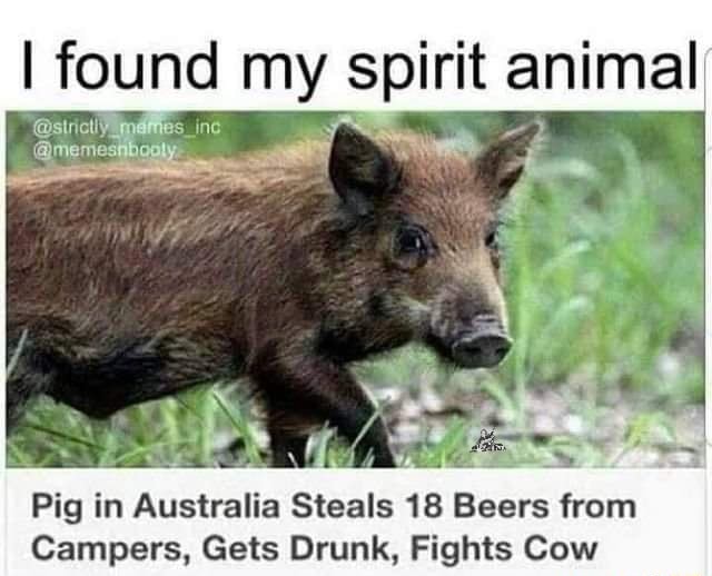 I found my spirit animal @memes Pig in Australia Steals 18 Beers from ...