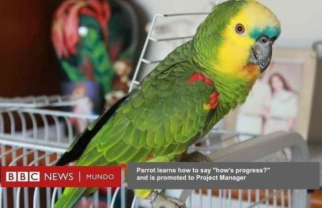 NEws Parrot is learns how to say "how's progress?" I NEws I nunoo and ...