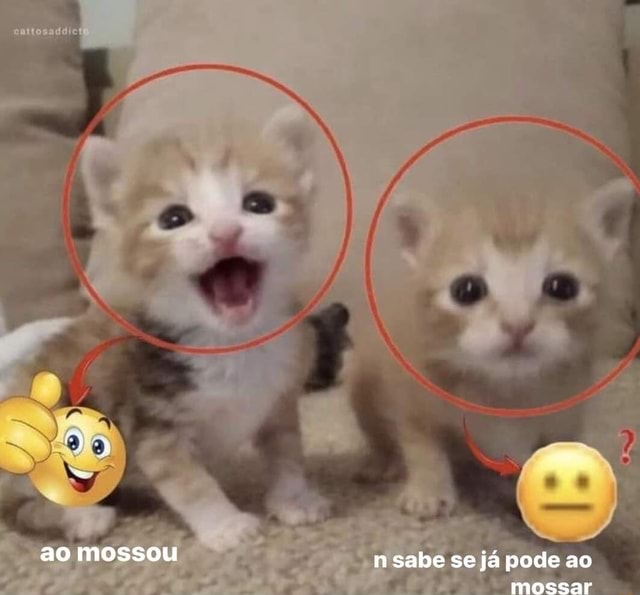 Ao mossou sabe se já pode ao mossar - iFunny Brazil