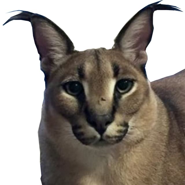 Big Floppa, Gregory the caracal: a crappy PNG - iFunny