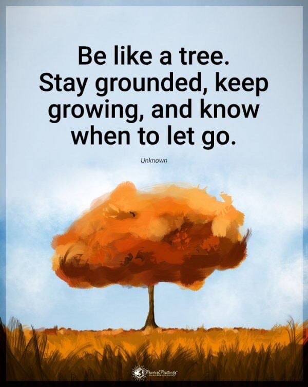 Be like a tree. Stay grounded, keep growing, and know when to let go ...