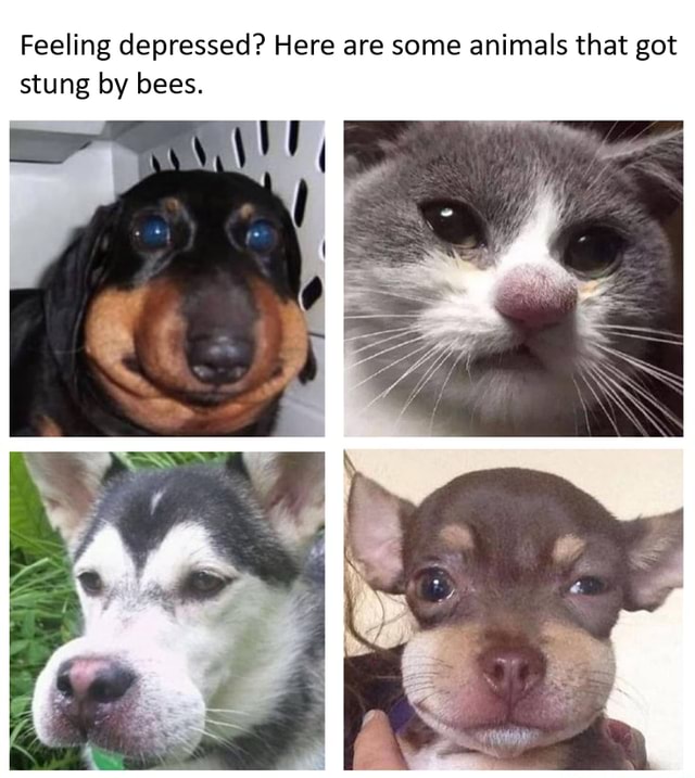 Feeling depressed? Here are some animals that got stung by bees ...