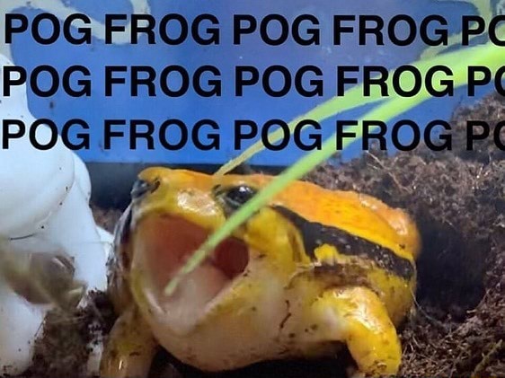 POG FROG POG FROG PC FROG POE FROG - iFunny