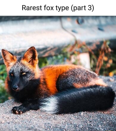 Rarest fox type (part 3) - iFunny
