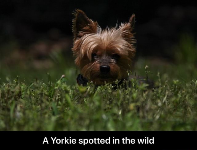 A Yorkie spotted in the wild - A Yorkie spotted in the wild - iFunny
