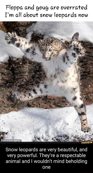Floppa and goug are overrated I'm all bout snow leopards now Snow ...