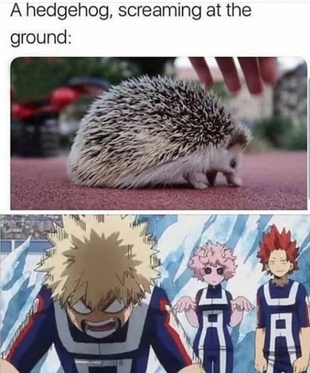 A hedgehog, screaming at the - iFunny