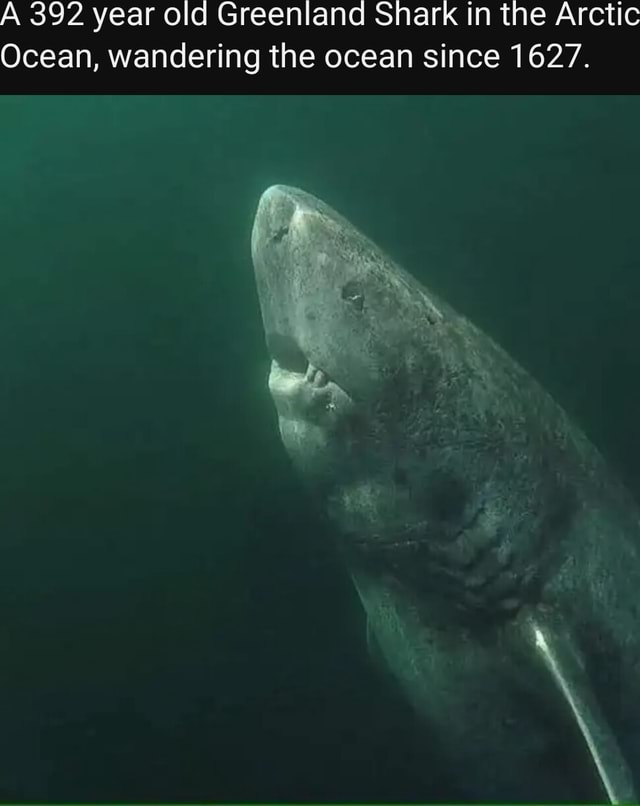 A 392 year old Greenland Shark in the Arctic Ocean, wandering the ocean ...