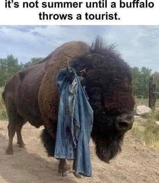 Its not summer until a buffalo throws a tourist. - iFunny