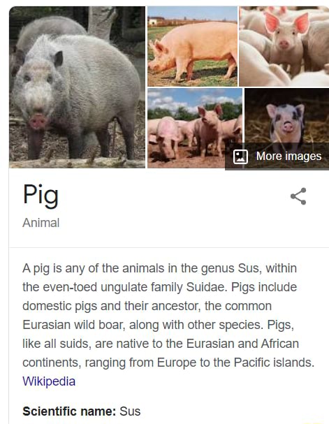 Pig Animal Apig is any of the animals in the genus Sus, within the even ...