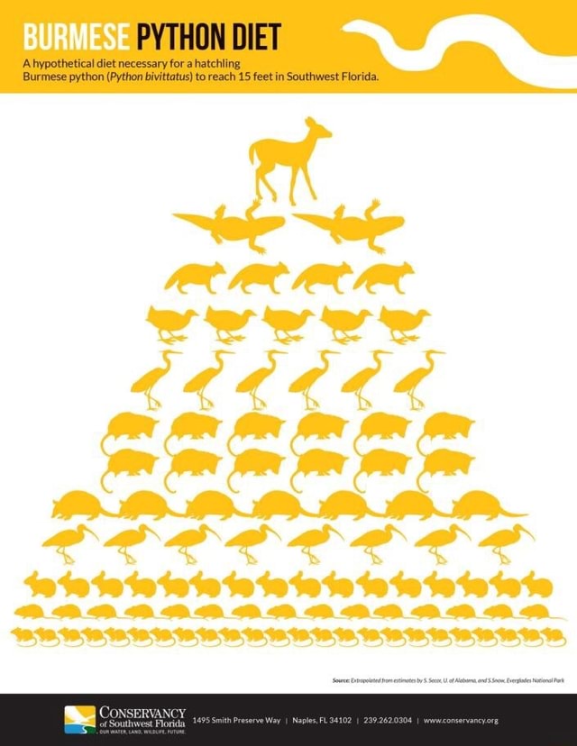 The above pictogram is the diet consumed by one Burmese python snek in ...
