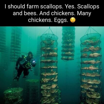 I should farm scallops. Yes. Scallops and bees. And chickens. Many ...