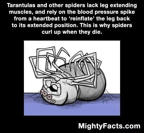 Tarantulas and other spiders lack leg extending muscles, and rely on ...