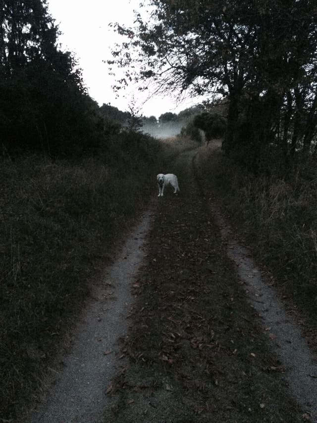 Heckin scary picture of strange ghost doggo, for sure will haunt your ...
