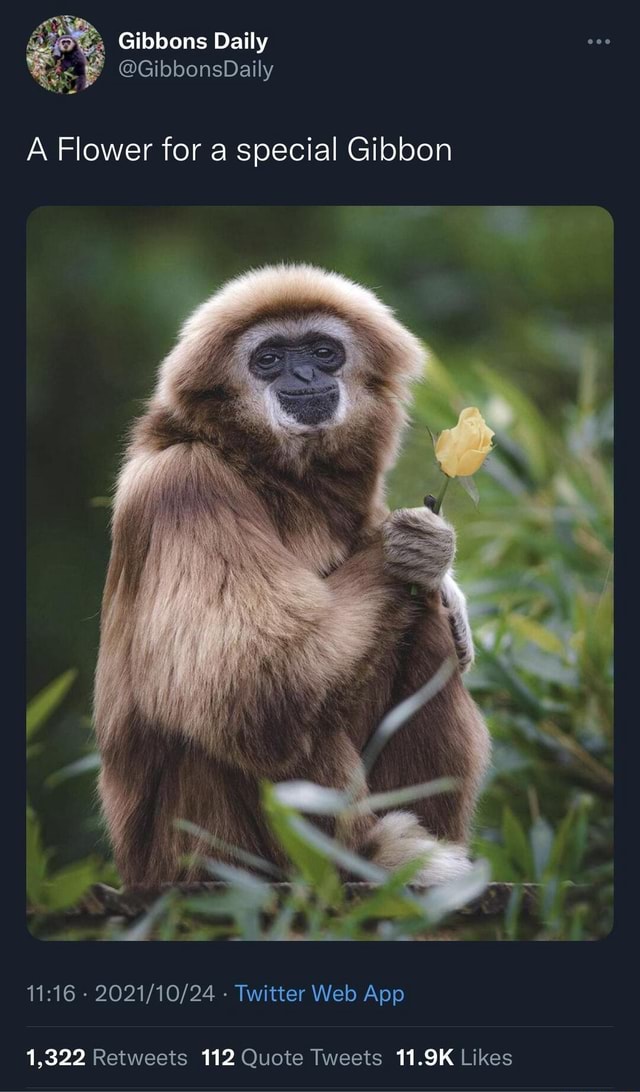 You’re special, too - Gibbons Daily ix FF @GibbonsDaily A Flower for a ...