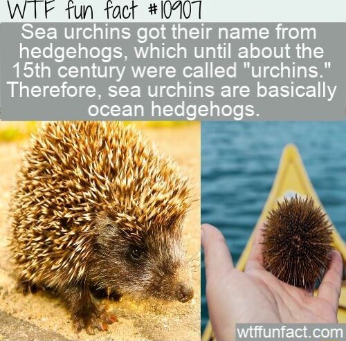 Tun Sea urchins got their name from hedgehogs. which until about the ...