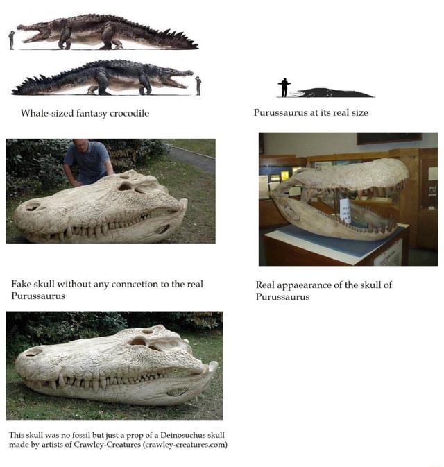 Whale-sized fantasy crocodile Purussaurus at its real size Fake skull ...