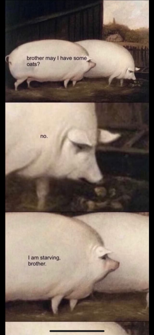 Brother may I have some oats? am starving, brother. - iFunny