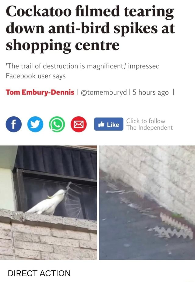 Cockatoo filmed tearing down anti-bird spikes at shopping centre 'The ...