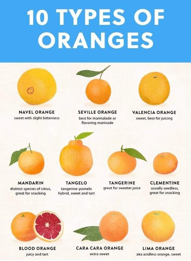 10 TYPES OF ORANGES NAVEL ORANGE SEVILLE ORANGE VALENCIA ORANGE sweet ...