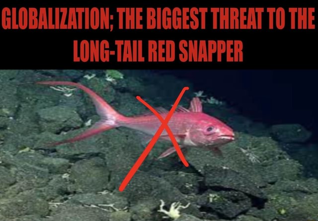 GLOBALIZATION; THE BIGGEST THREAT THE LONG-TAIL RED SNAPPER - iFunny