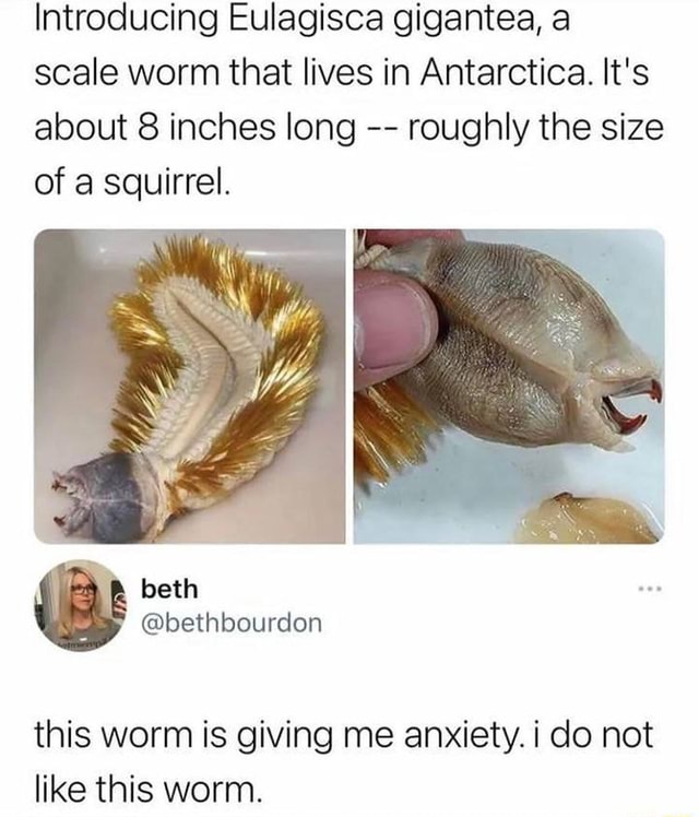 Introducing Eulagisca gigantea, a scale worm that lives in Antarctica ...