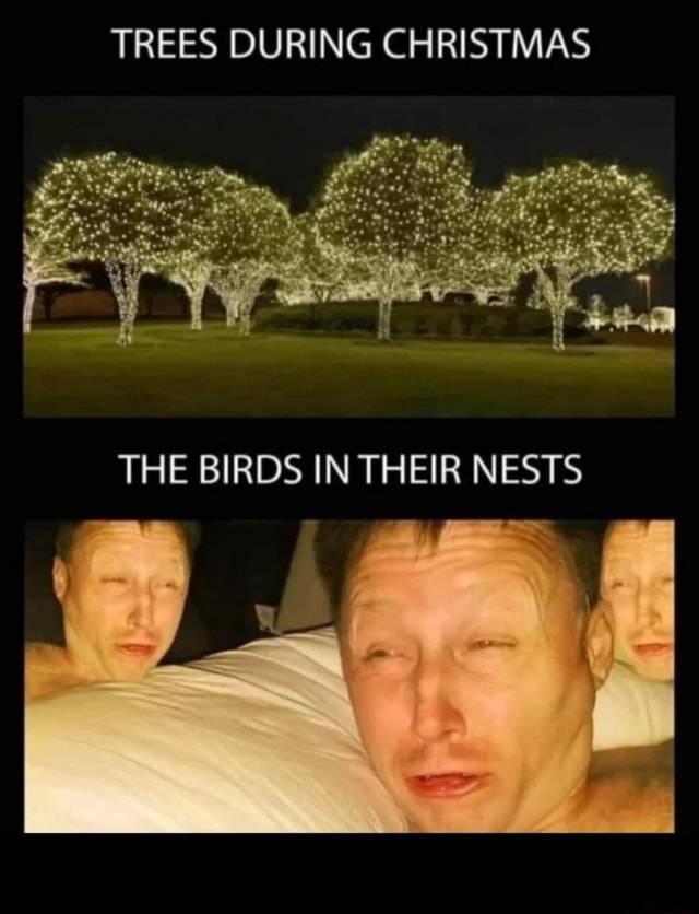 TREES DURING CHRISTMAS THE BIRDS IN THEIR NESTS - iFunny