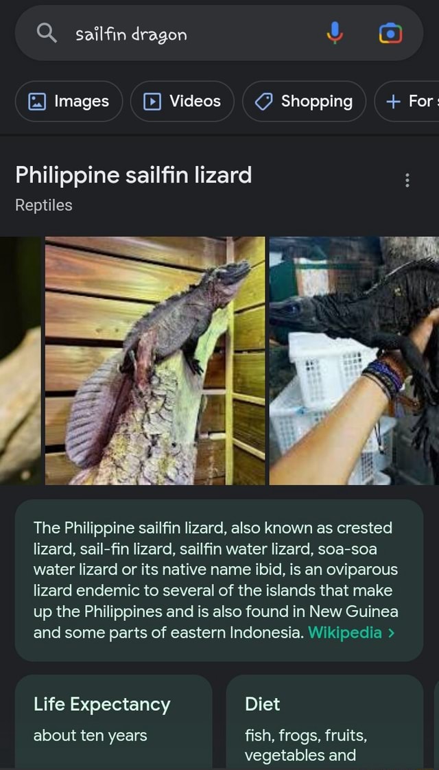Q sailfin dragon Images Videos Shopping + For: Philippine sailfin ...